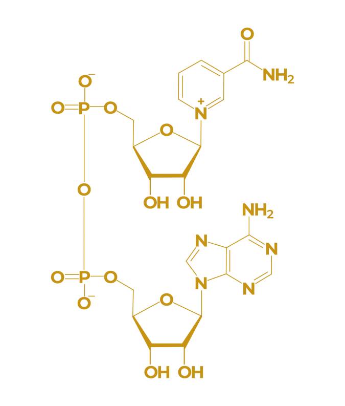 Nuchido TIME+ NAD Supplement – Nuchido US